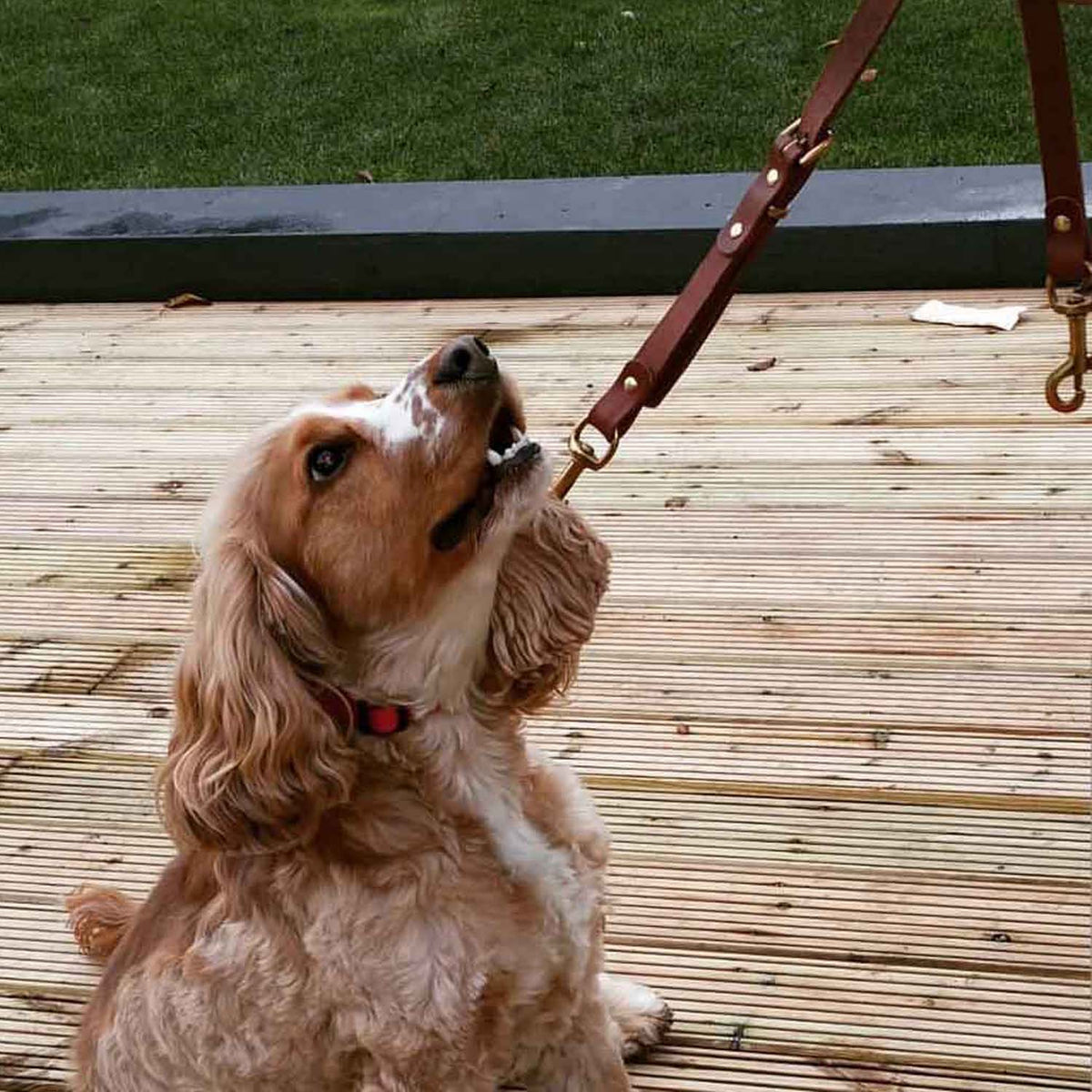 Dog Leads | Dog Collar | Pet Accessories | Animal Accessories – N'Damus ...